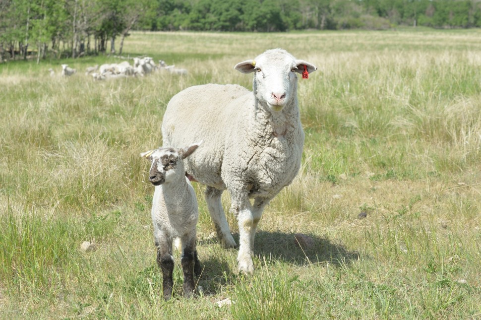 Sheep producers are being reminded to look into Sustainable CAP programs - WestCentralOnline ...